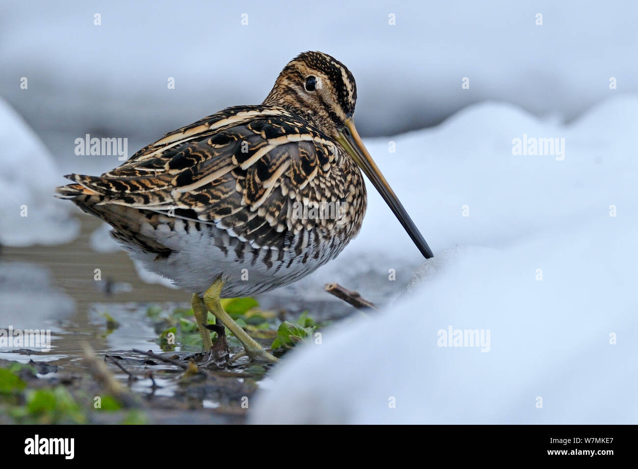 Common snipe wales hi-res stock photography and images - Alamy