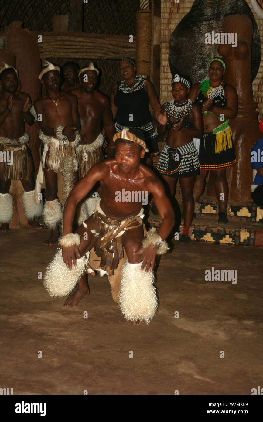 Traditional Zulu dancing at Shakaland Zulu Cultural Village, Eshowe ...