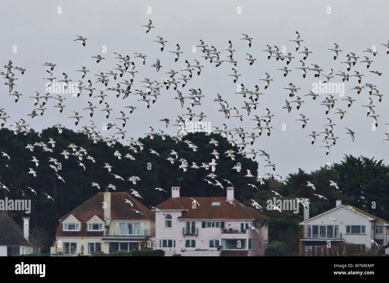 Mixed species flocks hi-res stock photography and images - Alamy