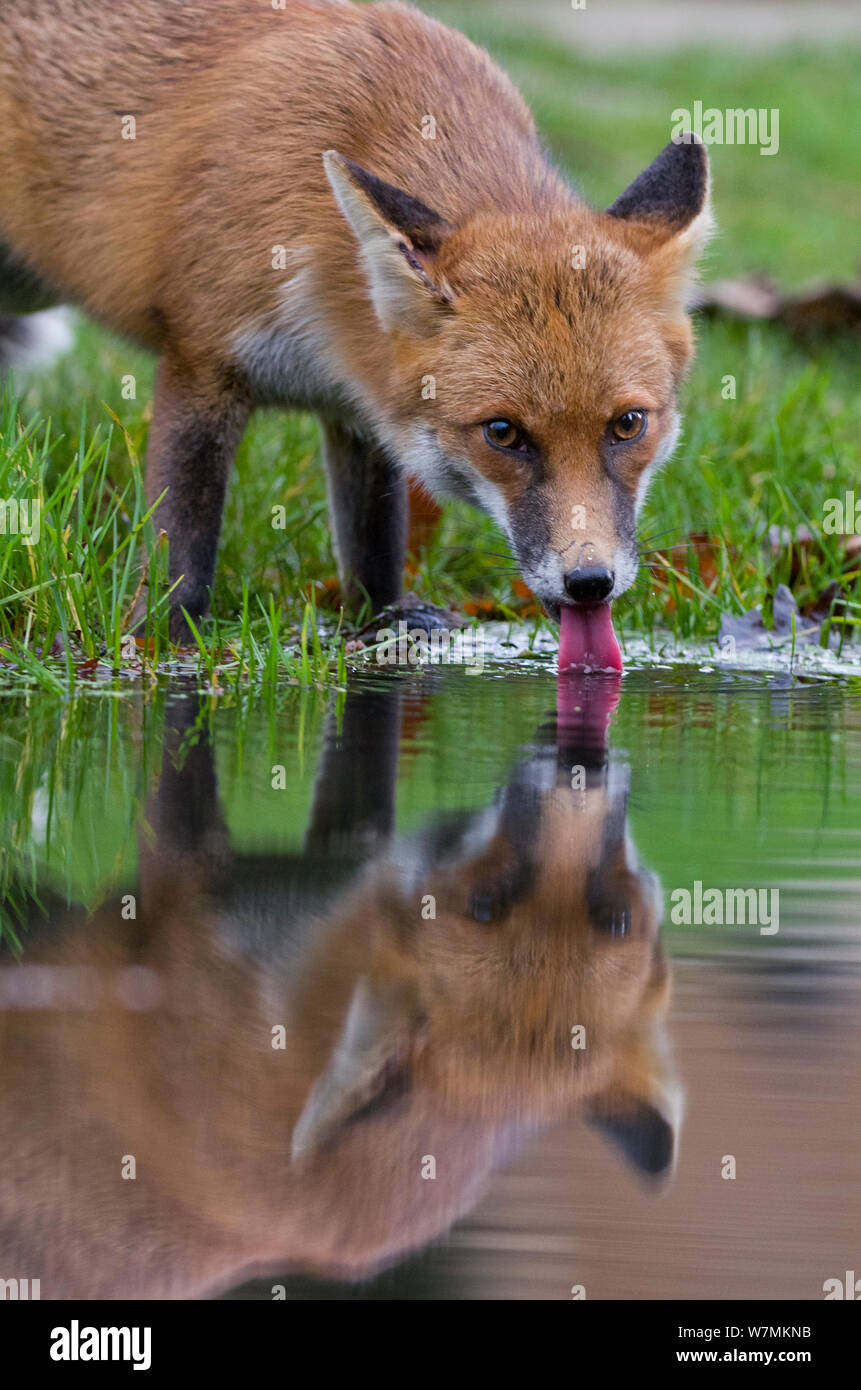 Juvenile fox drinking hi-res stock photography and images - Alamy