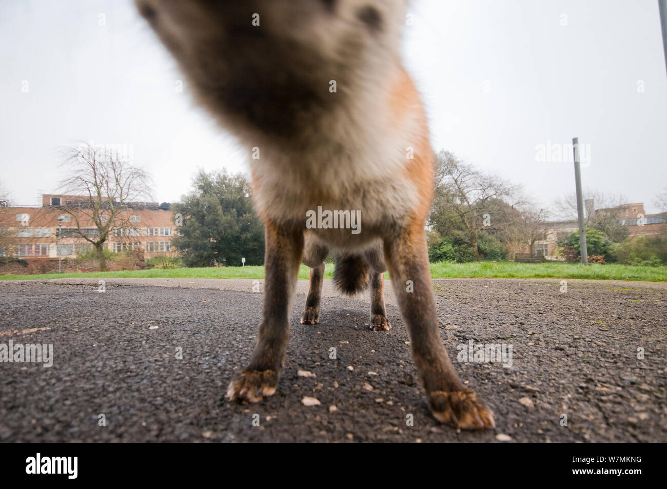 Young Red fox (Vulpes vulpes) investigating a remote controlled camera ...