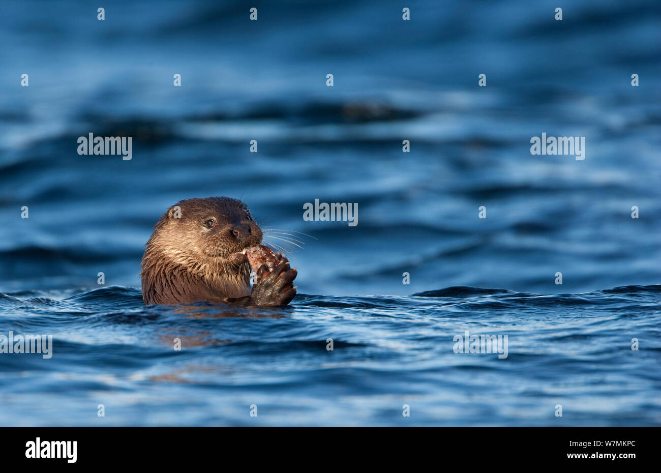 European river otter (Lutra lutra) swimming and eating fish, Isle of ...