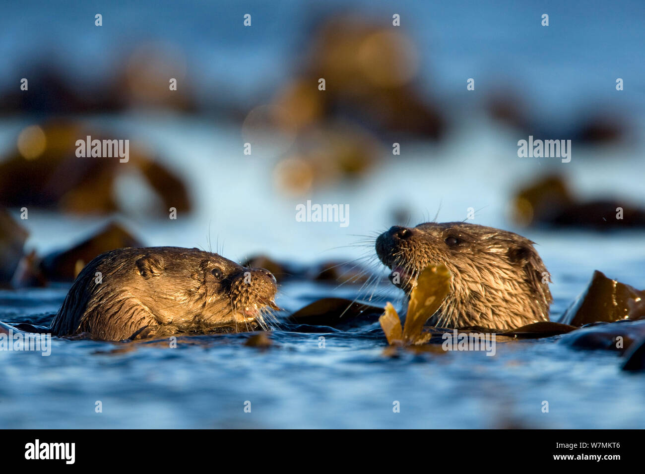 Otters swimming in river hi-res stock photography and images - Alamy