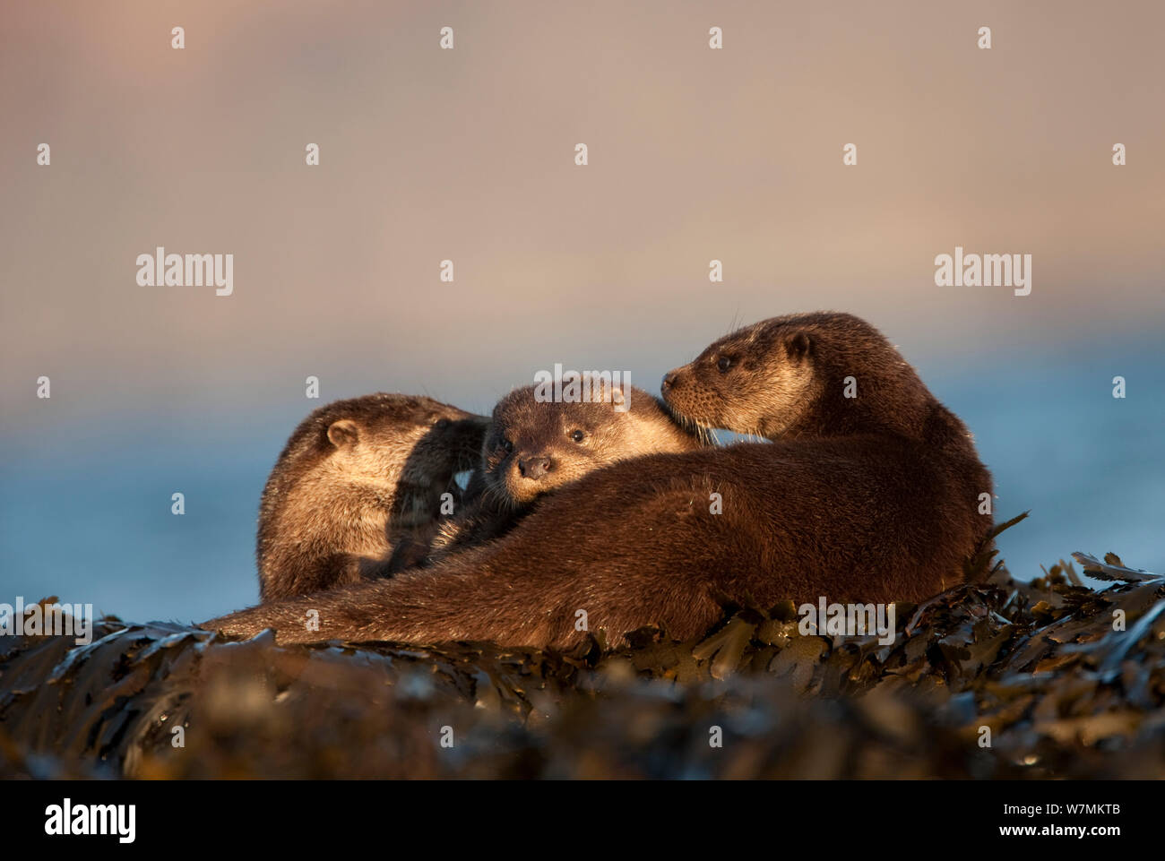 Three otters hi-res stock photography and images - Alamy