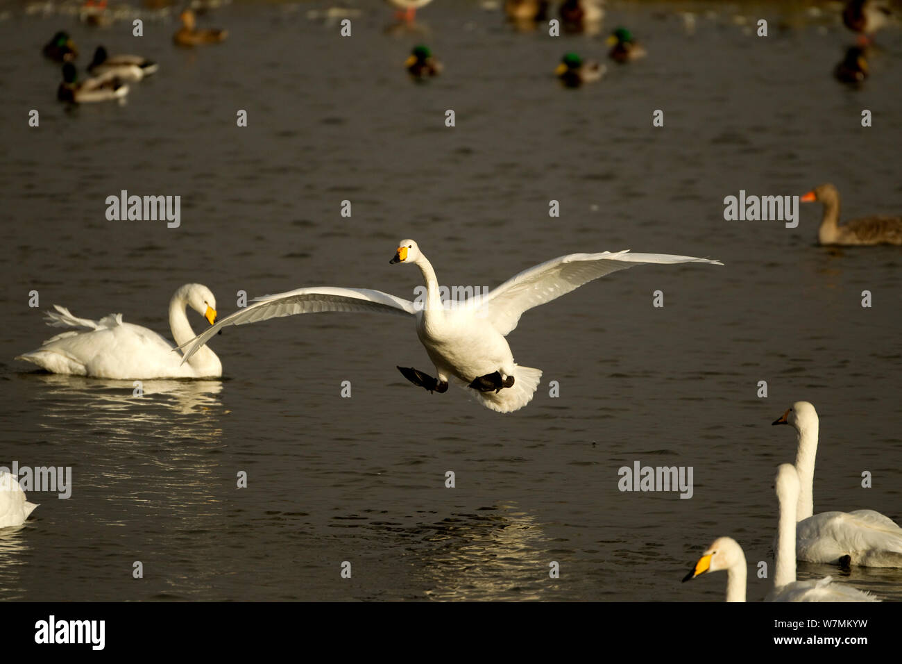 Geese species hi-res stock photography and images - Alamy