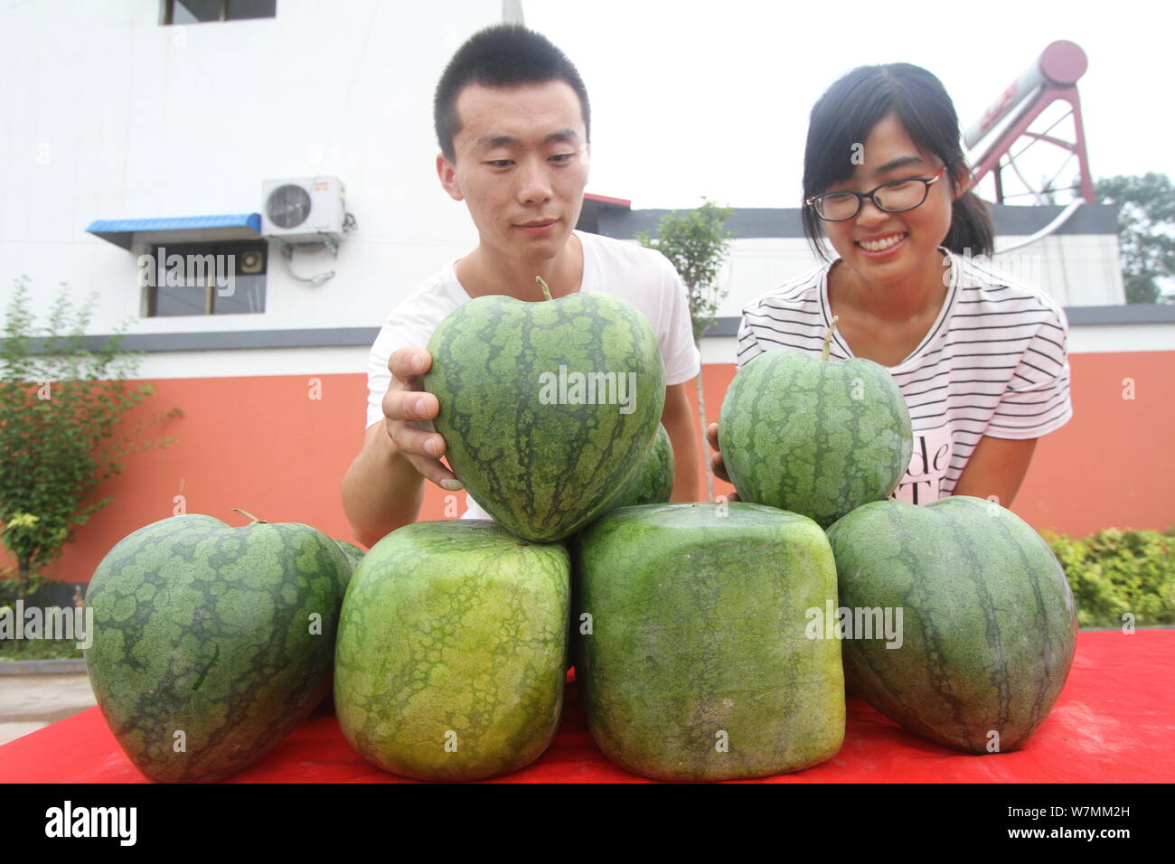 Chinese villagers look at watermelons featuring the shapes of heart and ...