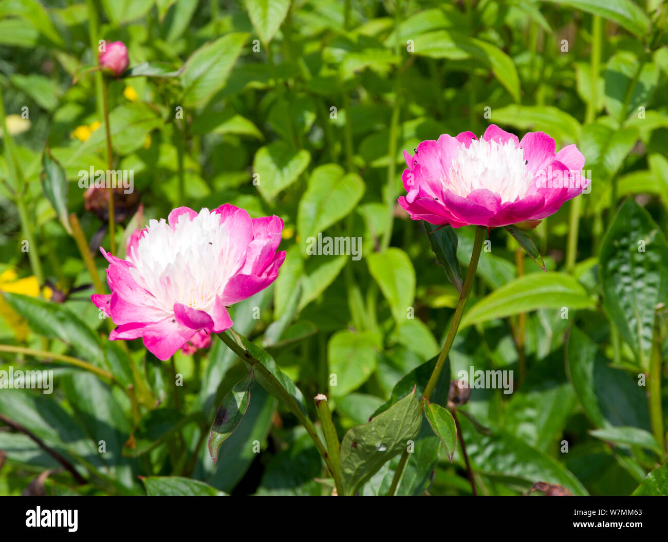 Paeonia lactiflora sante fe hi-res stock photography and images - Alamy
