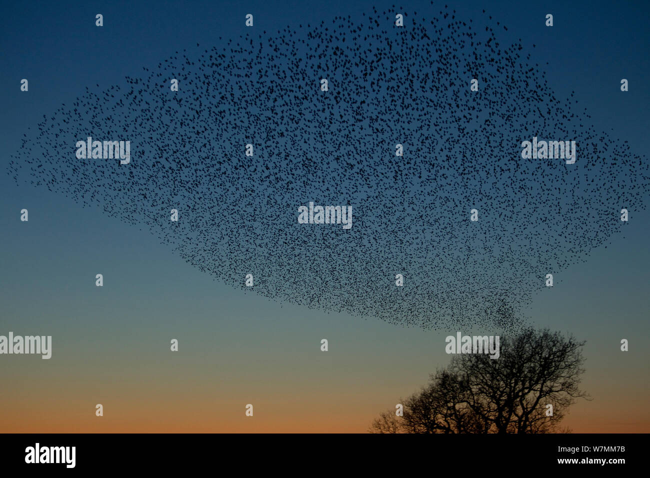 Common Starlings (Sturnus Vulgaris) flocking before roosting at sunset ...