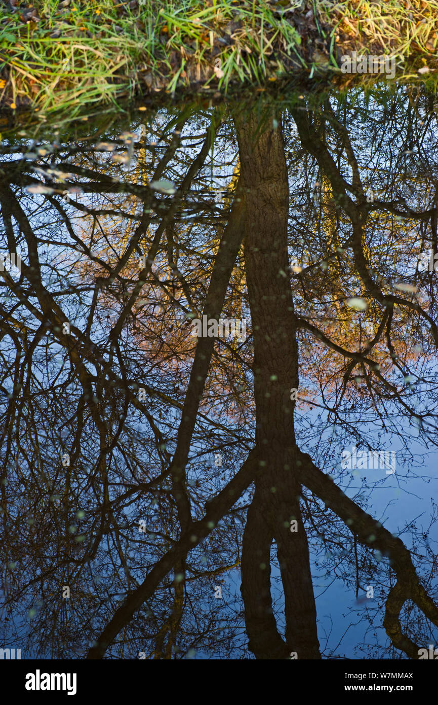 Alder carr woodland hi-res stock photography and images - Alamy