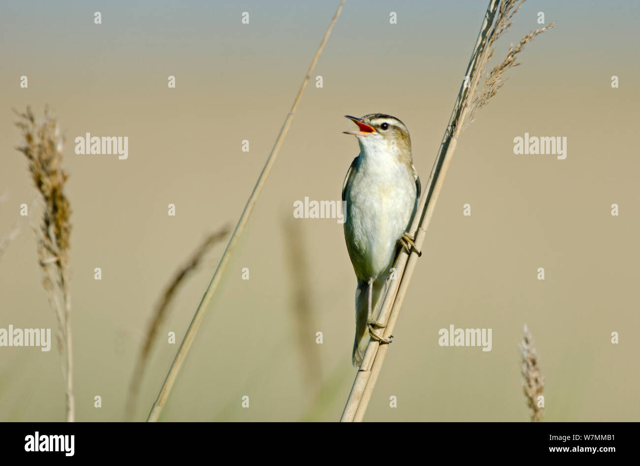 Fenland reeds hi-res stock photography and images - Alamy