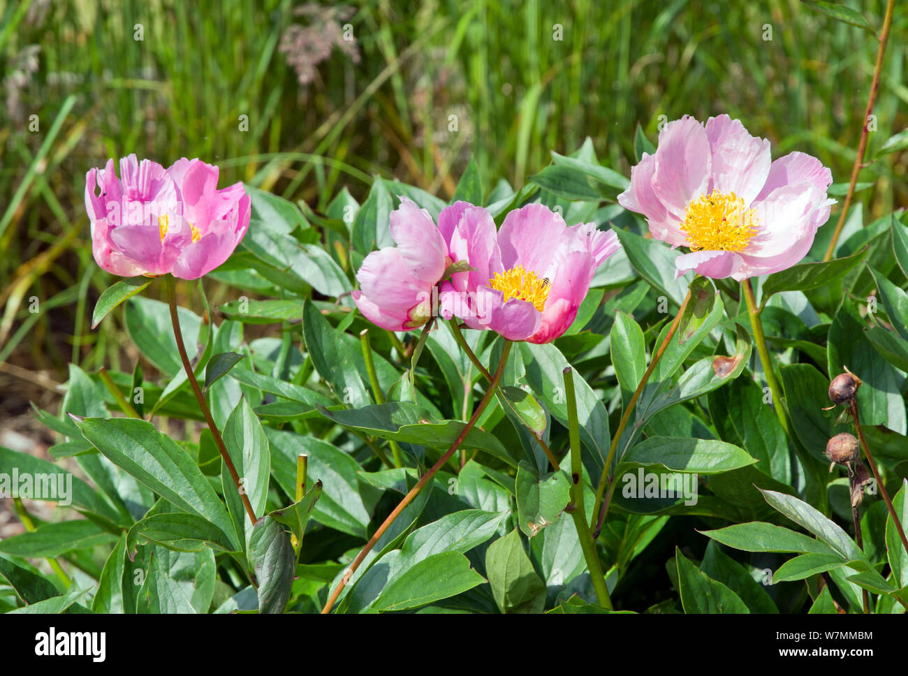 Paeonia lactiflora 'Nymphe' Stock Photo - Alamy
