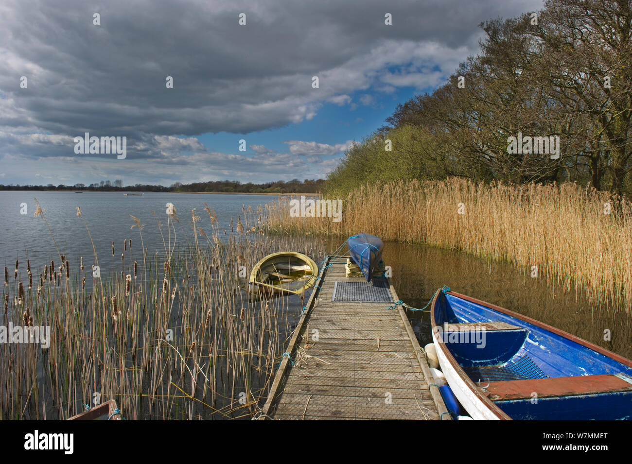 Dinghy moored to jetty on Filby Broad in Trinity Broads, Norfolk Broads ...