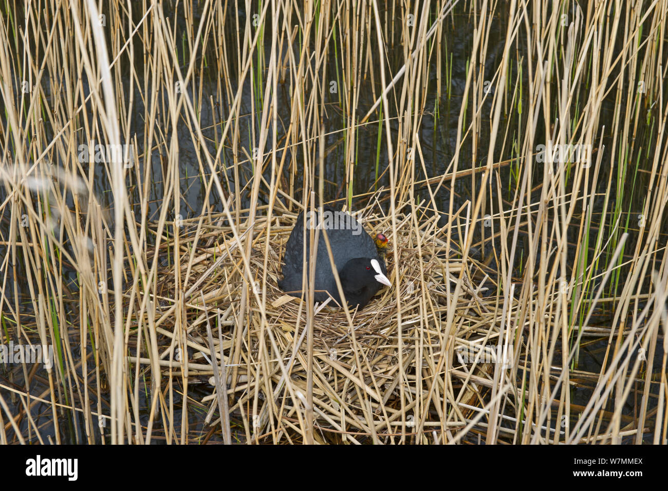 Reedbed nest hi-res stock photography and images - Alamy