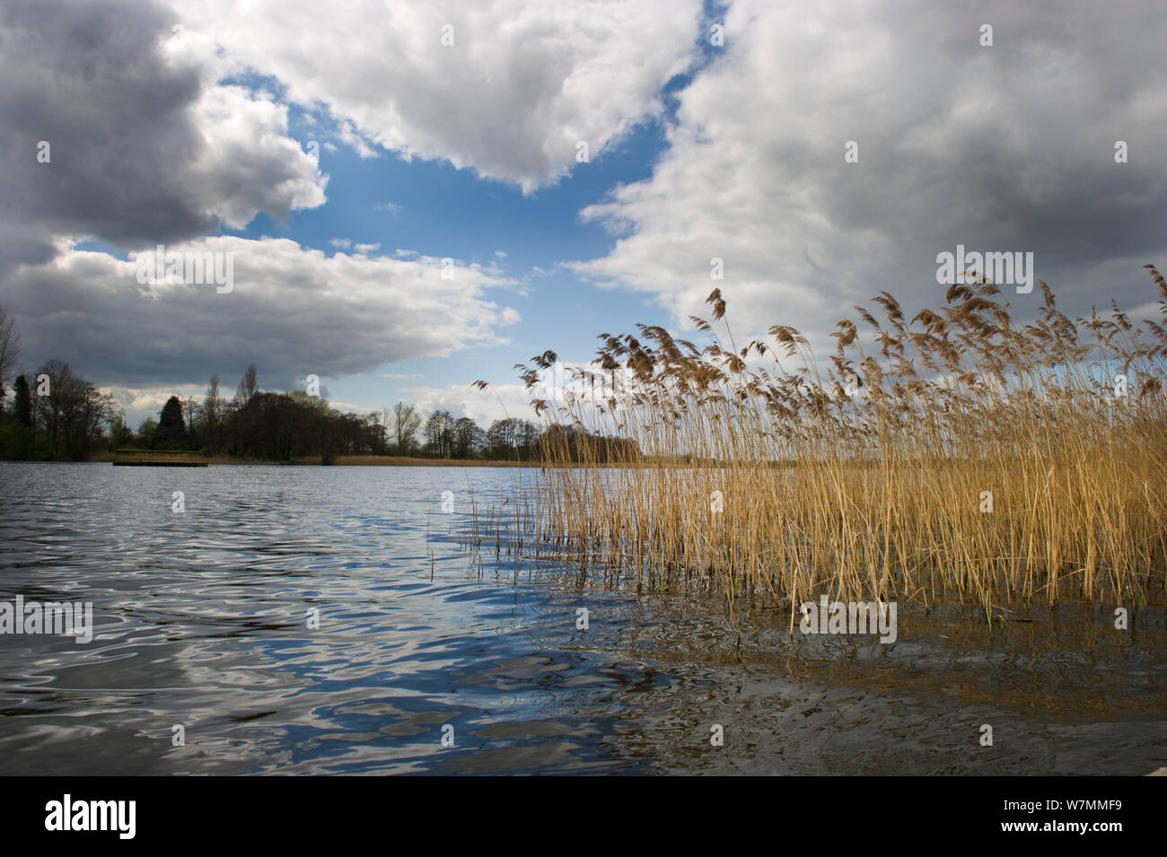 Filby Broad in Trinity Broads, Norfolk Broads, Norfolk, UK, April Stock ...