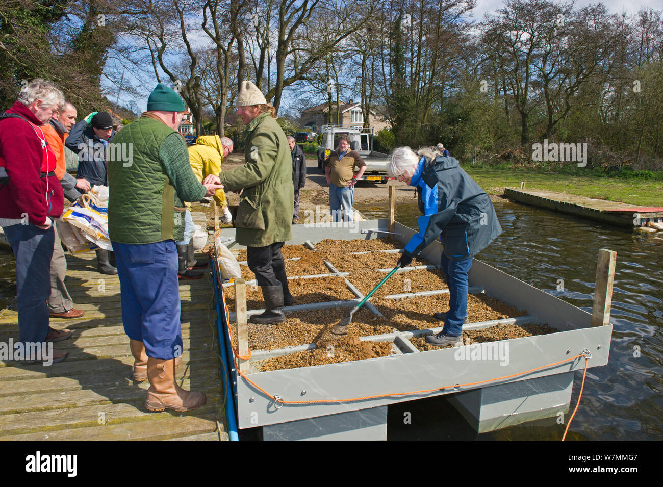 Common terns nesting raft hi-res stock photography and images - Alamy
