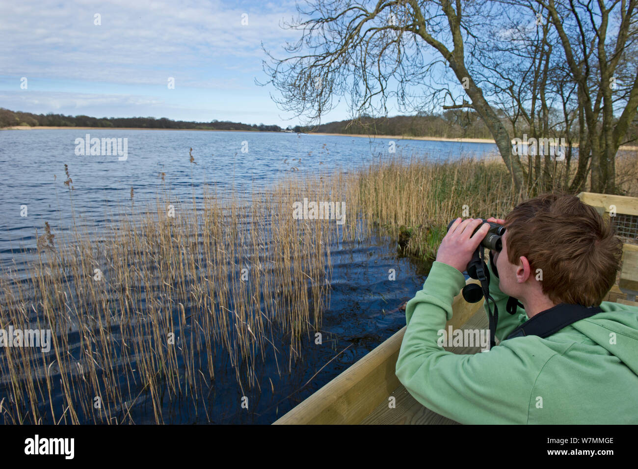 Boy birdwatching at Ormesby Little Broad, Trinity Broads, Norfolk ...