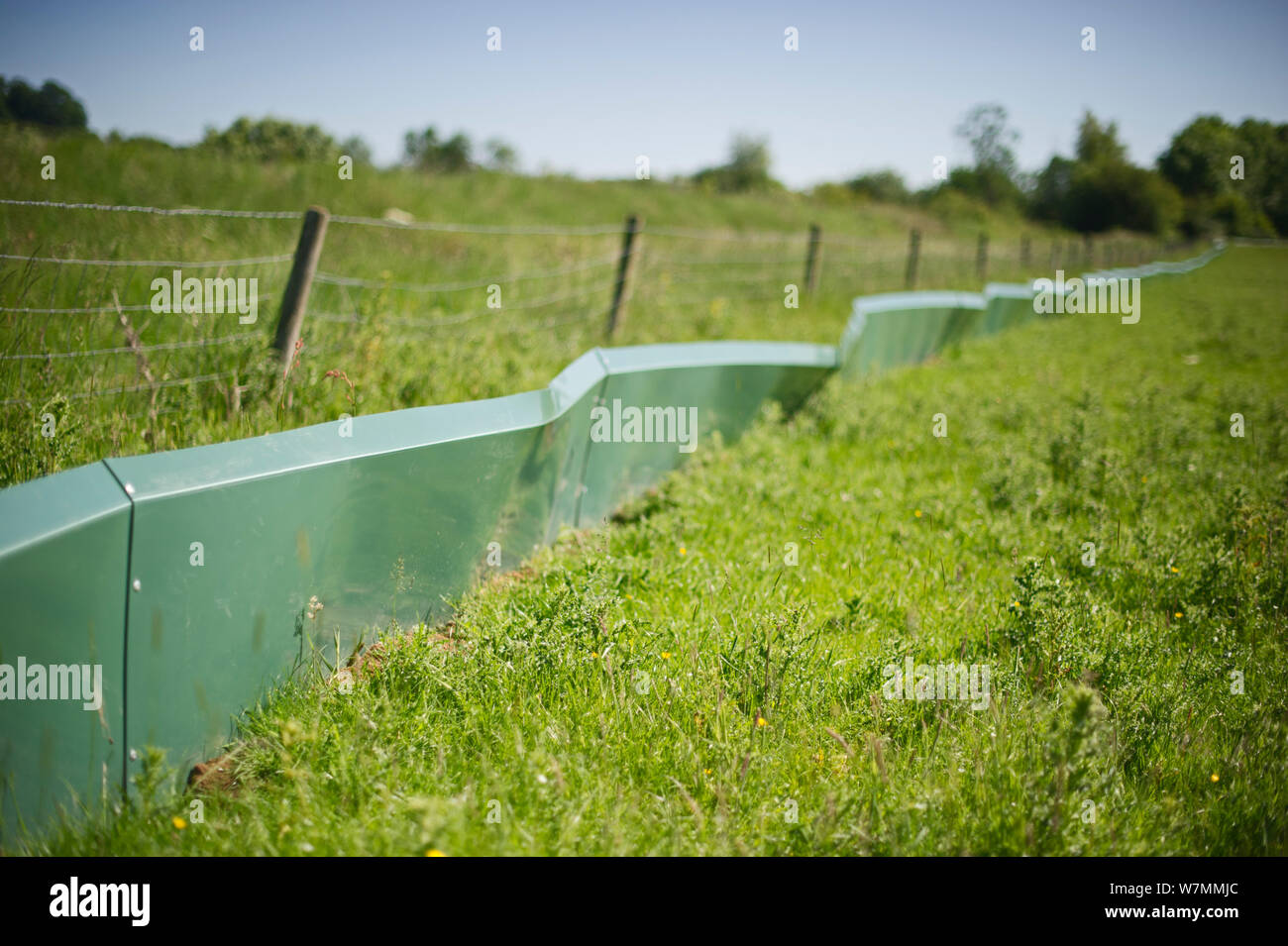 Great crested newts uk hi-res stock photography and images - Alamy