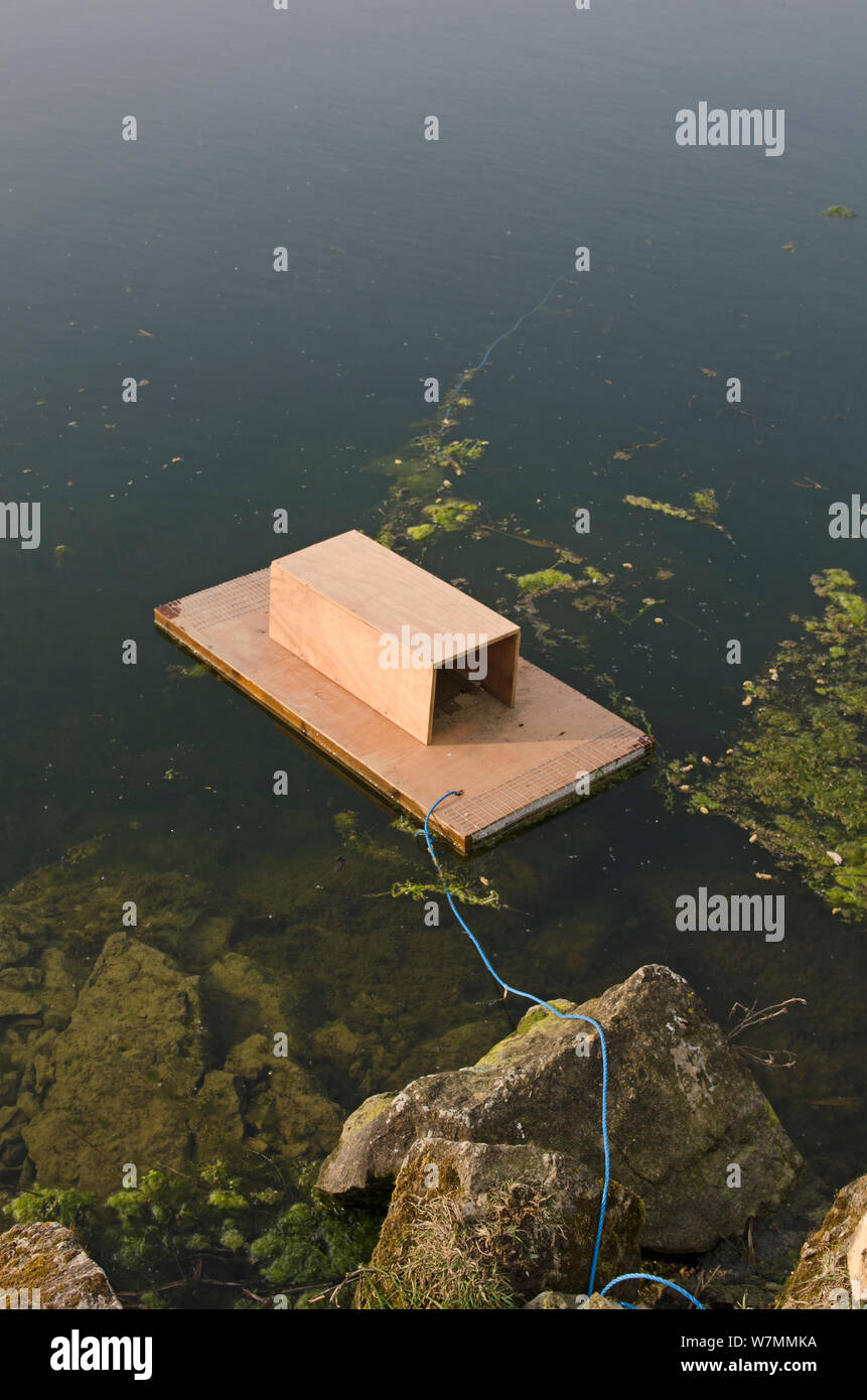 Floating mink trap used to protect nesting birds from predation and ...