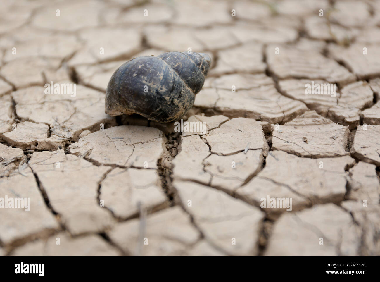 A dead snail is seen on the cracked riverbed scorched by heat waves at ...