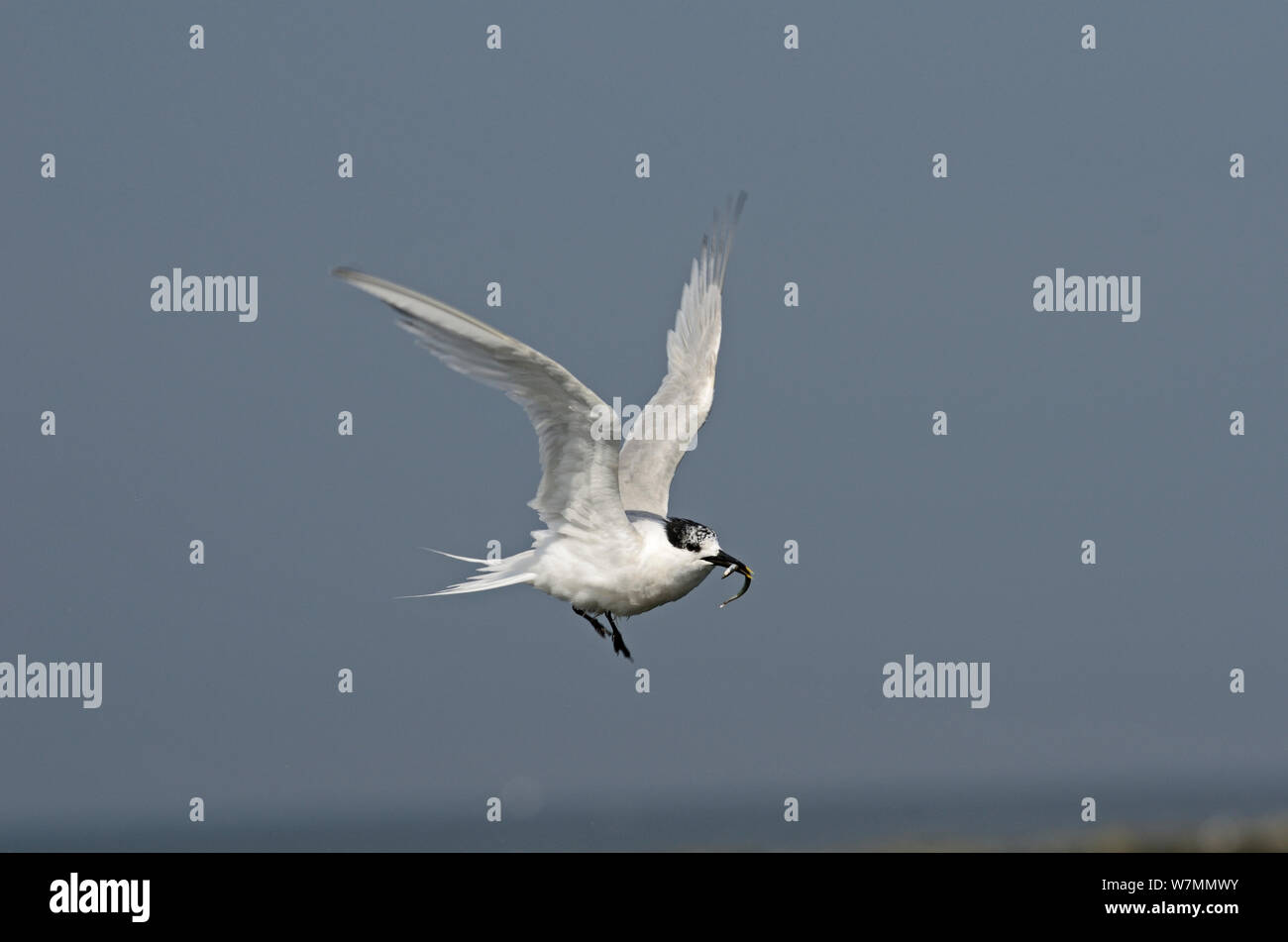 Sandwich Tern (Sterna / Thalasseus sandvicensis) in flight with sand ...