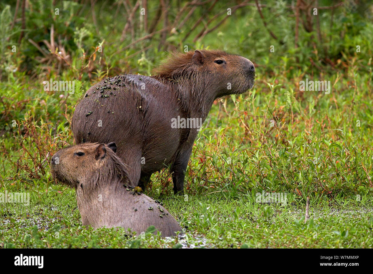Capybaras (Hydrochoerus hydrochaeris) emerging from water in wetland ...