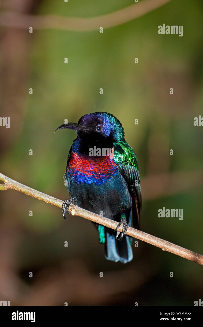Splendid sunbird (Cinnyris coccinigastrus) male perched on branch, West ...