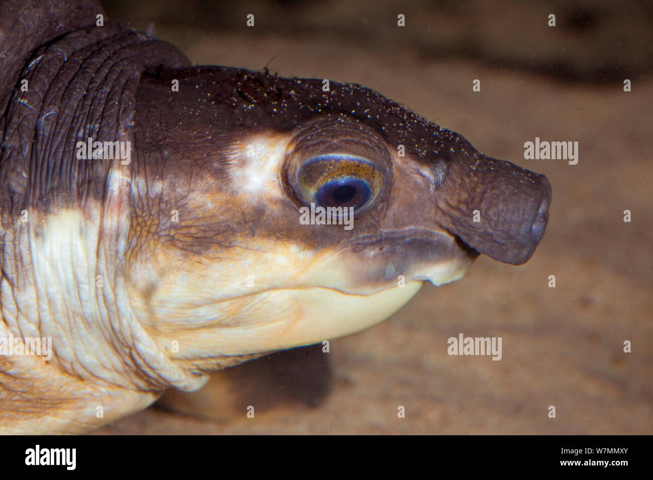 Pig nosed / Fly river turtle (Carettochelys insculpta) head portrait ...