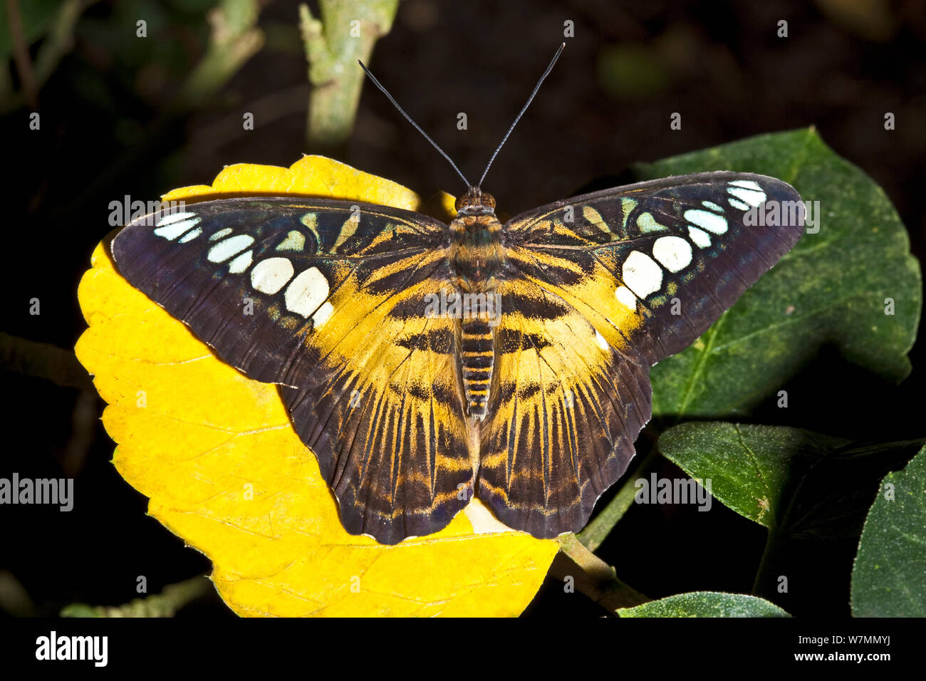 Clipper butterfly (Parthenos sylvia) resting on yellow flower with ...