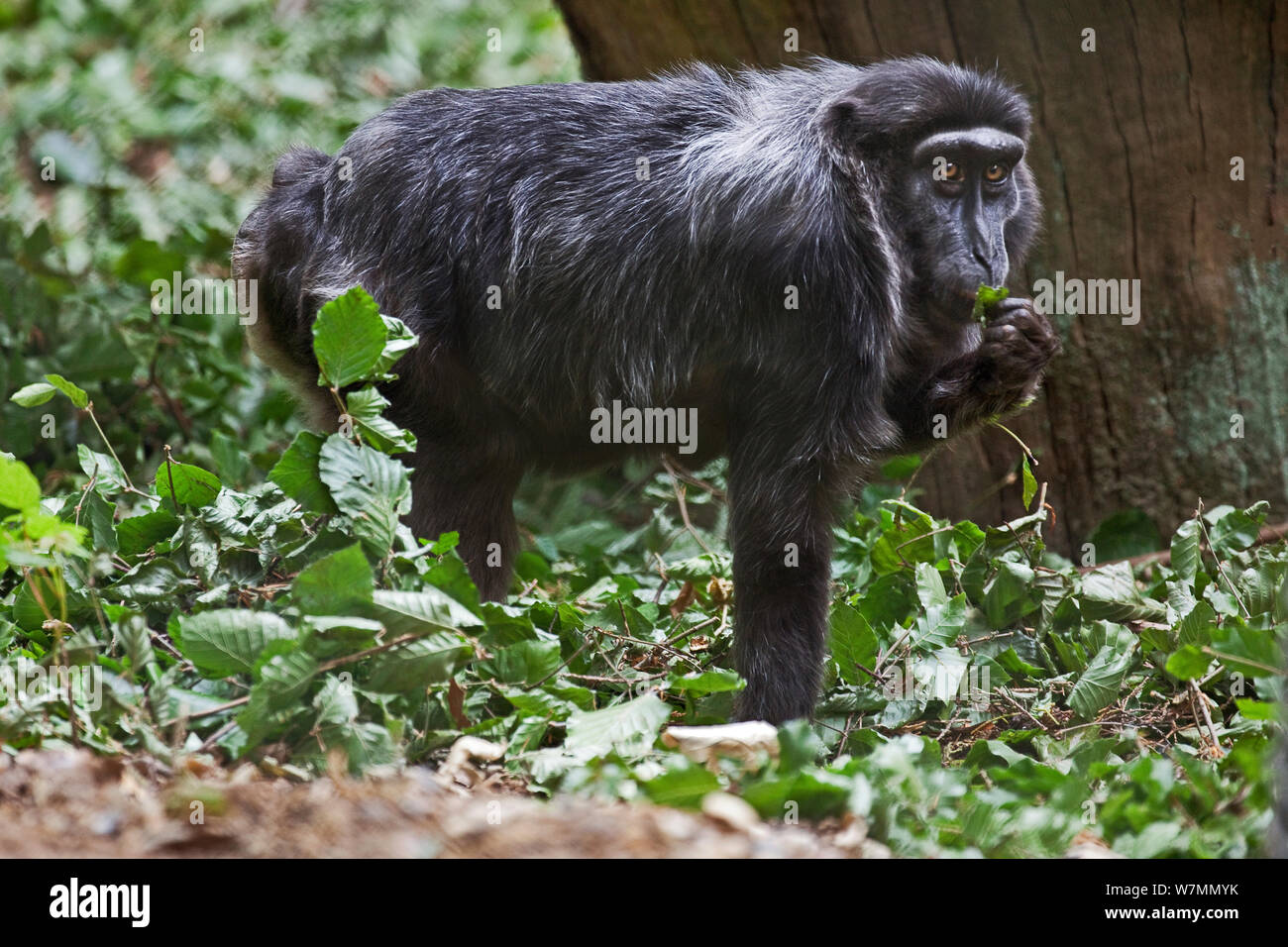 Macaca hecki hi-res stock photography and images - Alamy