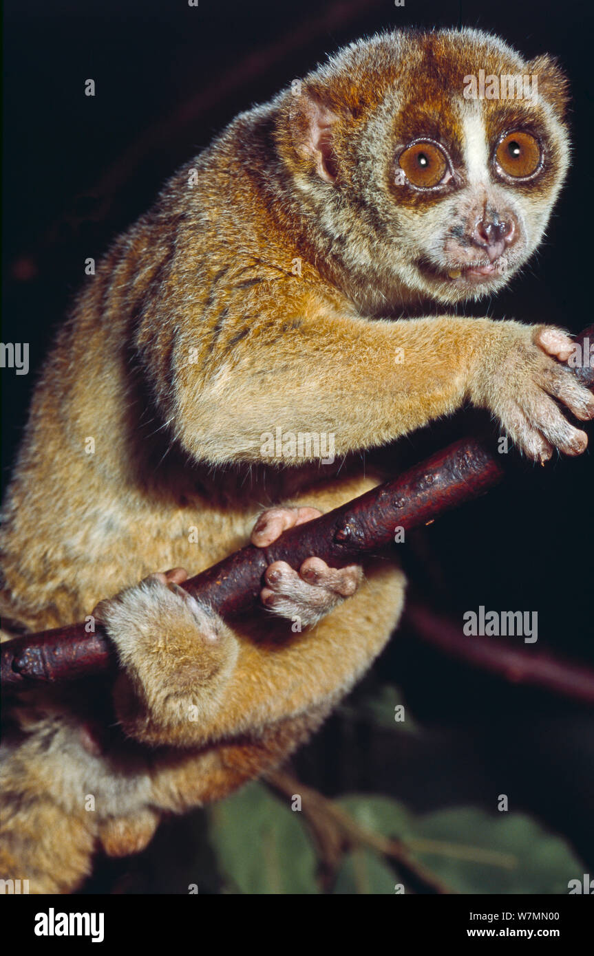 Lorisidae hi-res stock photography and images - Alamy