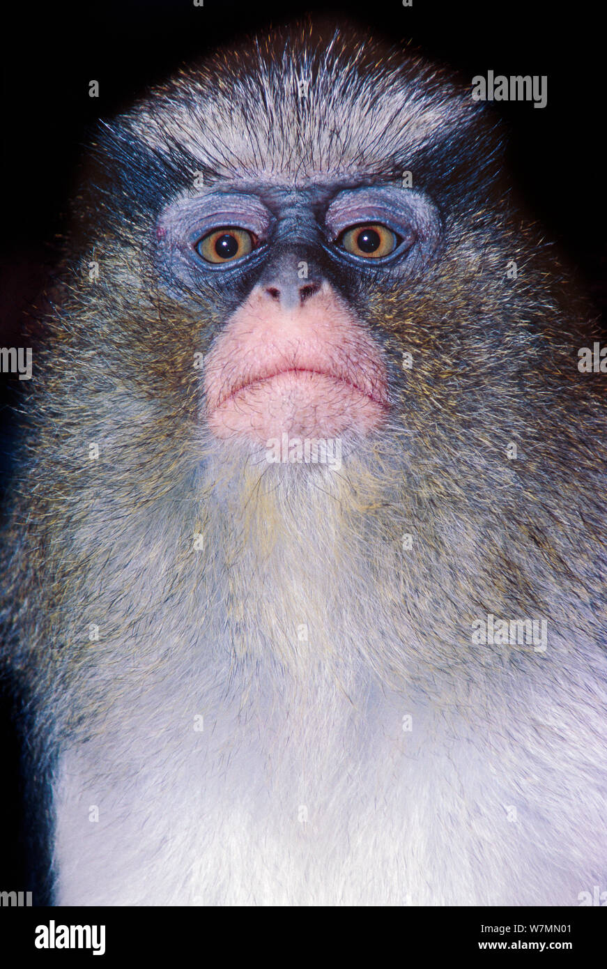 Mona Monkey (Cercopithecus mona) head portrait, West Africa, Captive ...