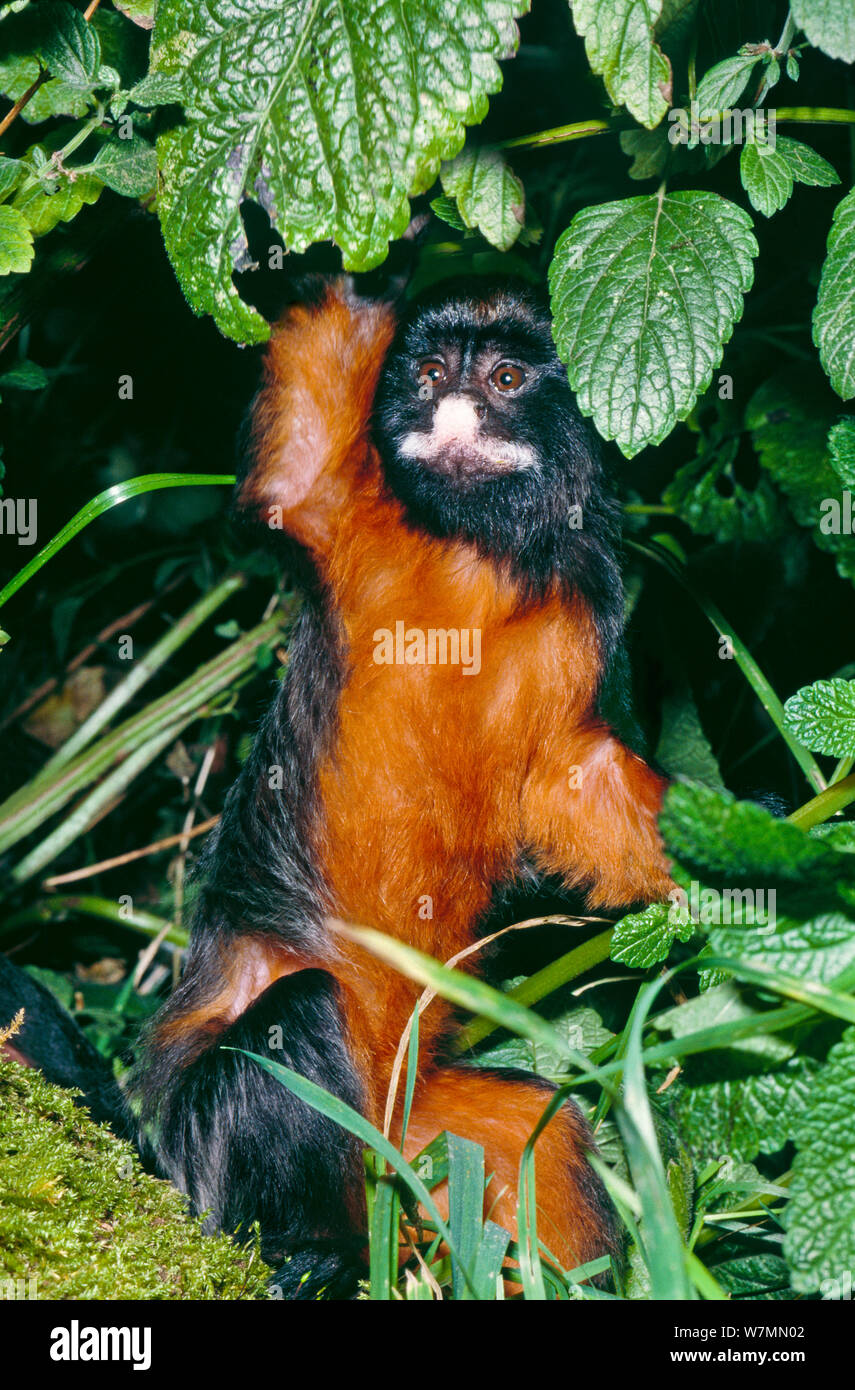 Red-bellied / White-lipped Tamarin (Saguinus labiatus) standing on back ...