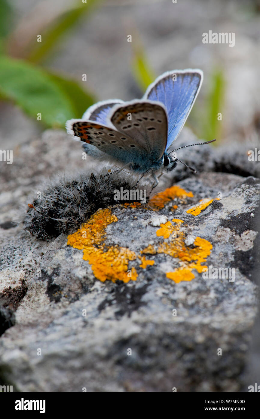 Variety of insects hi-res stock photography and images - Alamy