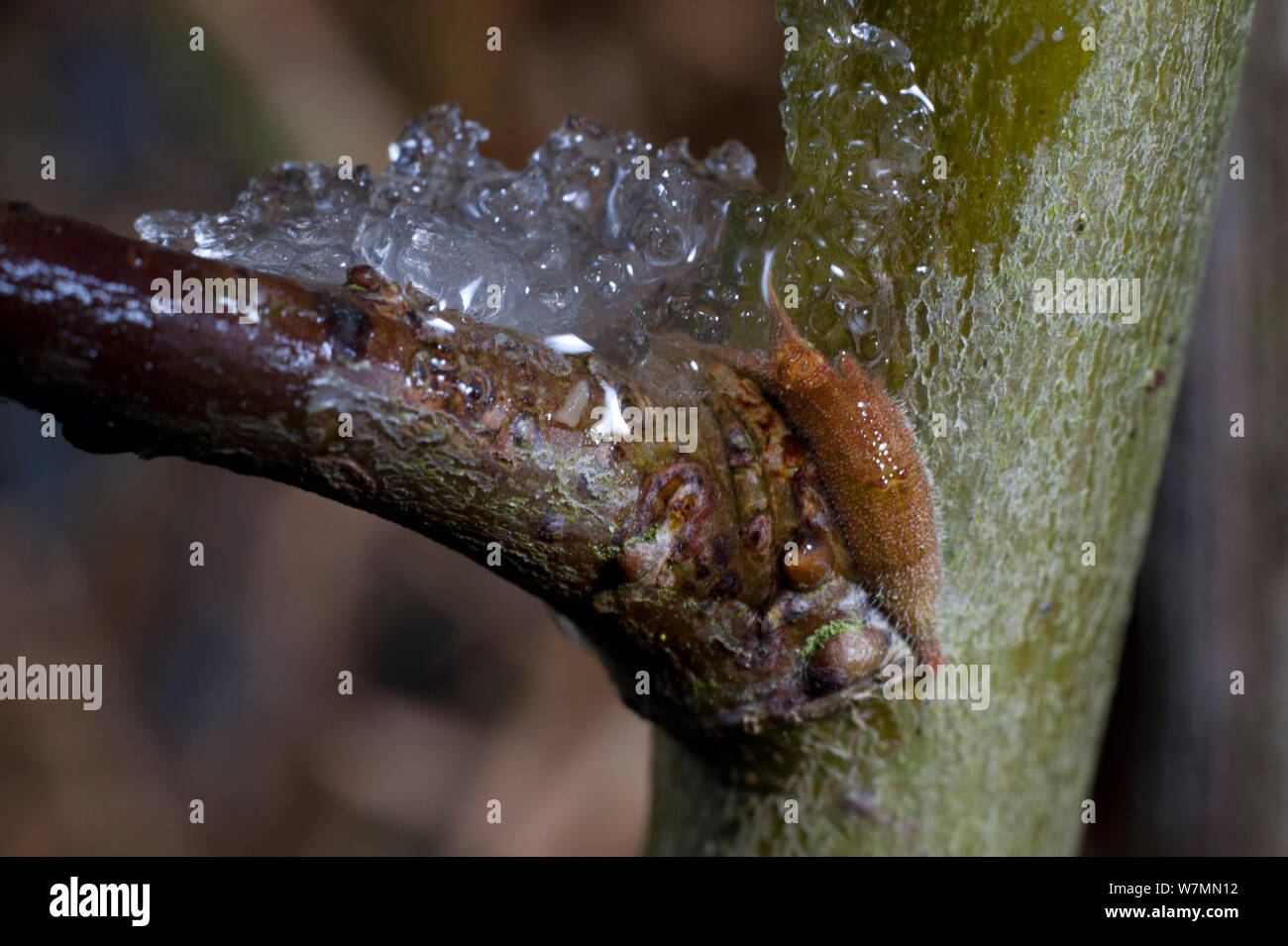 Hibernating Purple Emporer Butterfly (Apatura iris) larva with snow ...