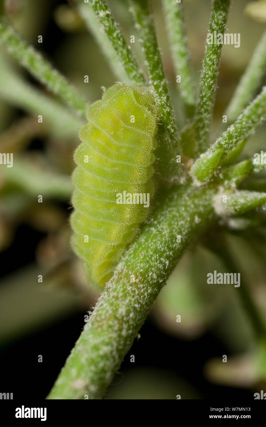 Holly Blue Butterfly (Celastrina argiolus) larva on Ivy flower head ...