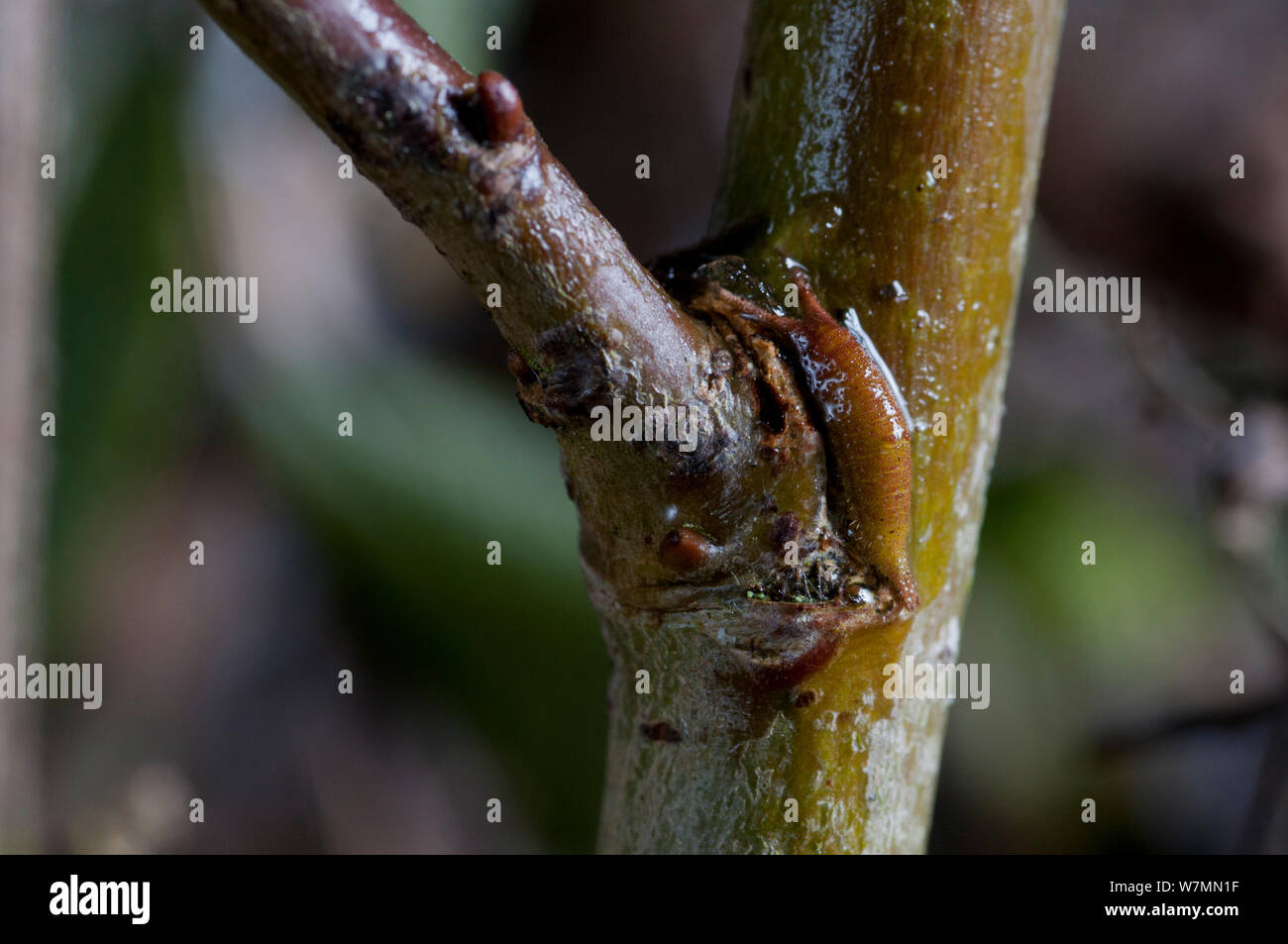 Hibernating insects uk hi-res stock photography and images - Alamy