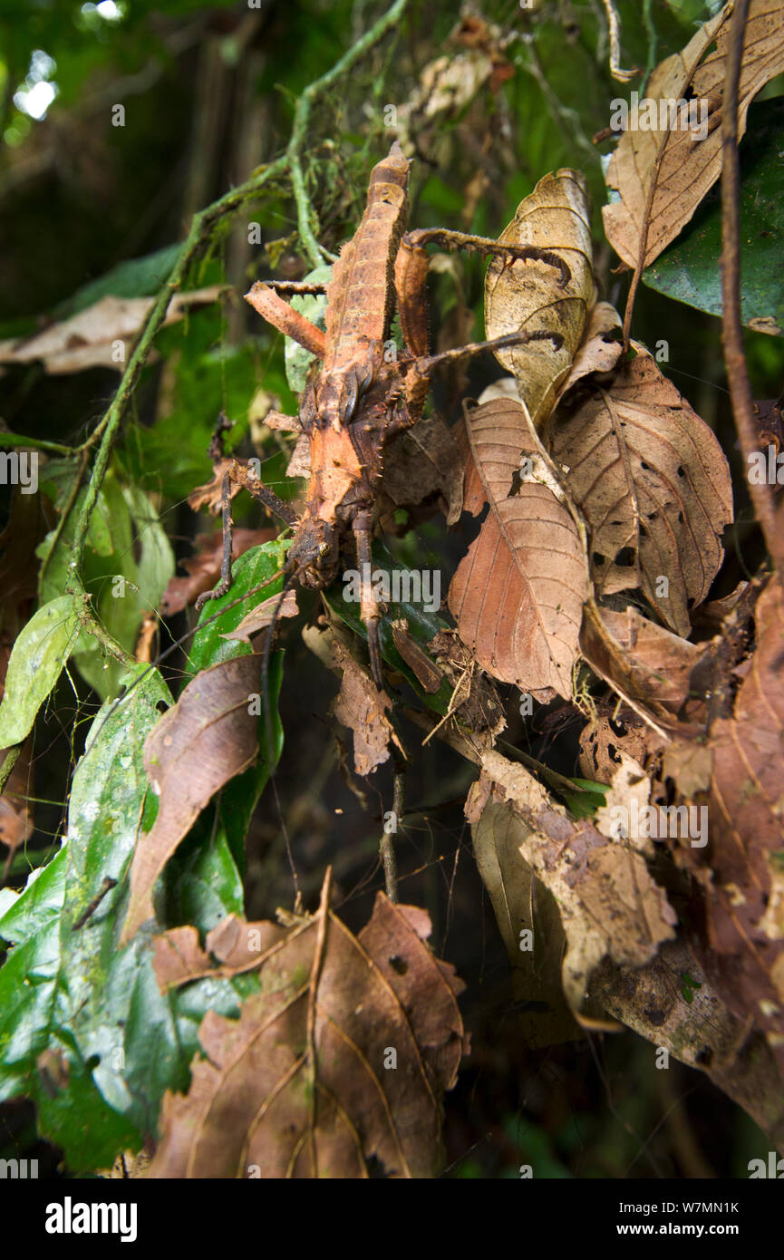 Giant Spiny stick insect (genus Haaniella), body length 130mm, on dead ...