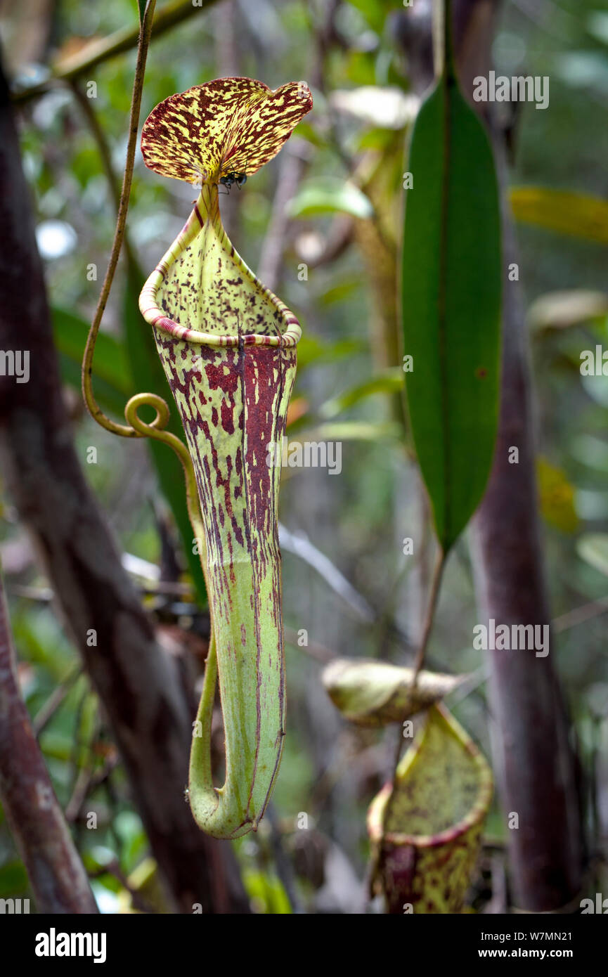 Large aerial pitcher of Pitcher Plant (Nepenthes stenophylla) in ...