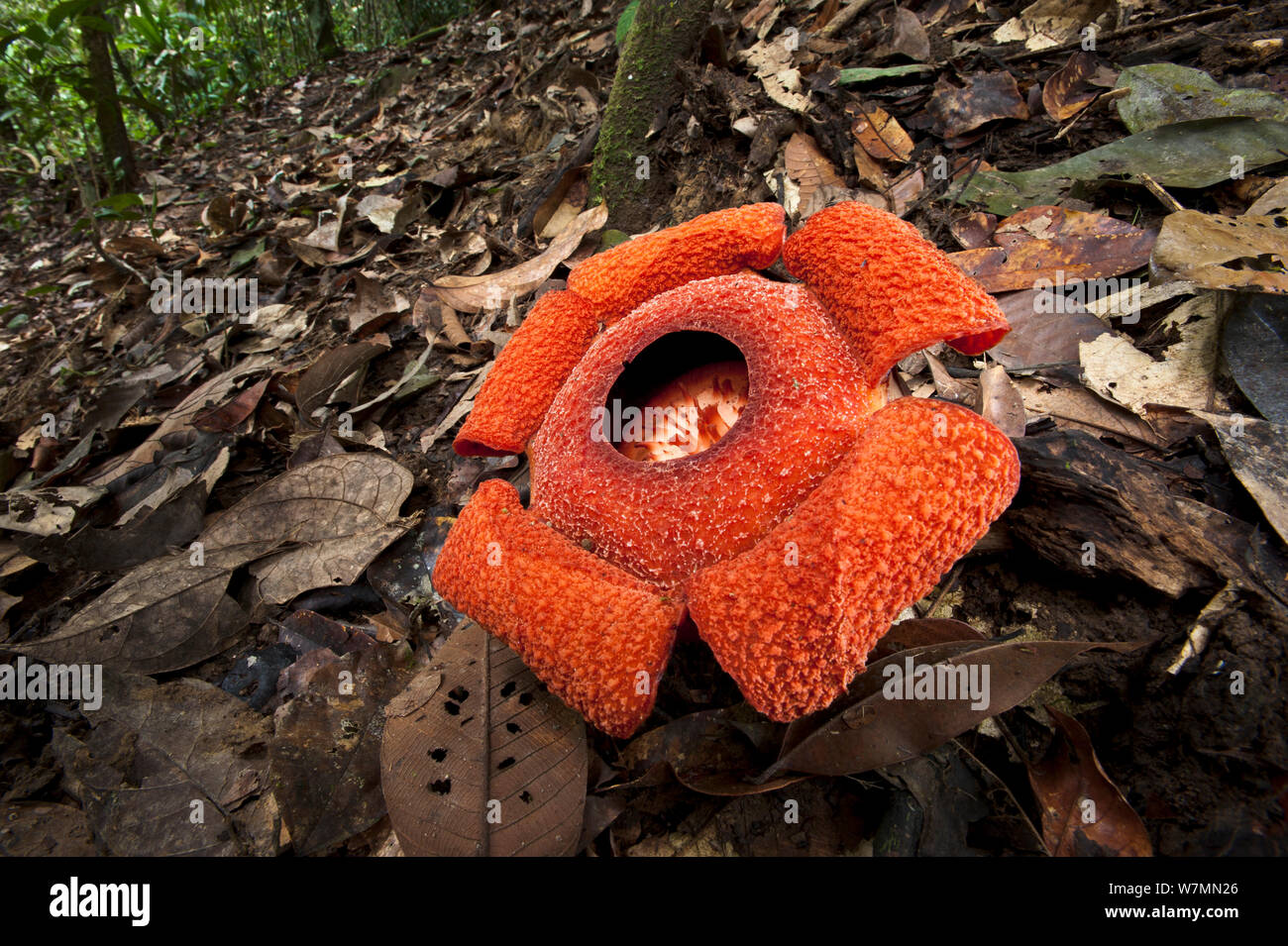 Flower of locally endemic Rafflesia (Rafflesia tengku-adlinii) flower ...
