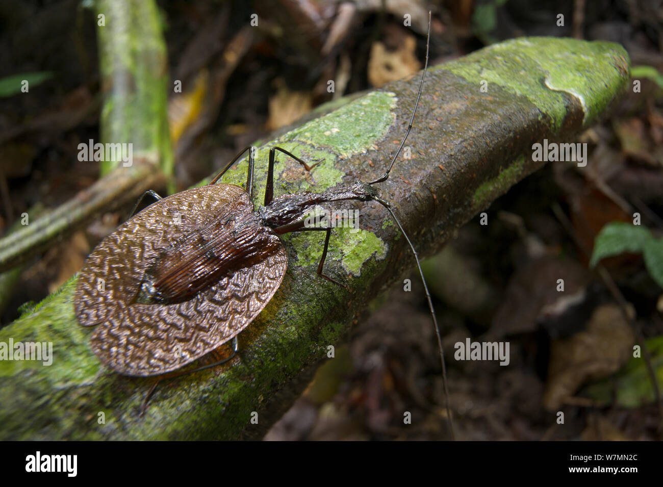 Violin Beetle (Mormolyce borneensis) on branch near the rainforest ...