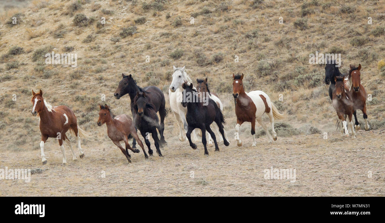 Horse roundup hi-res stock photography and images - Alamy