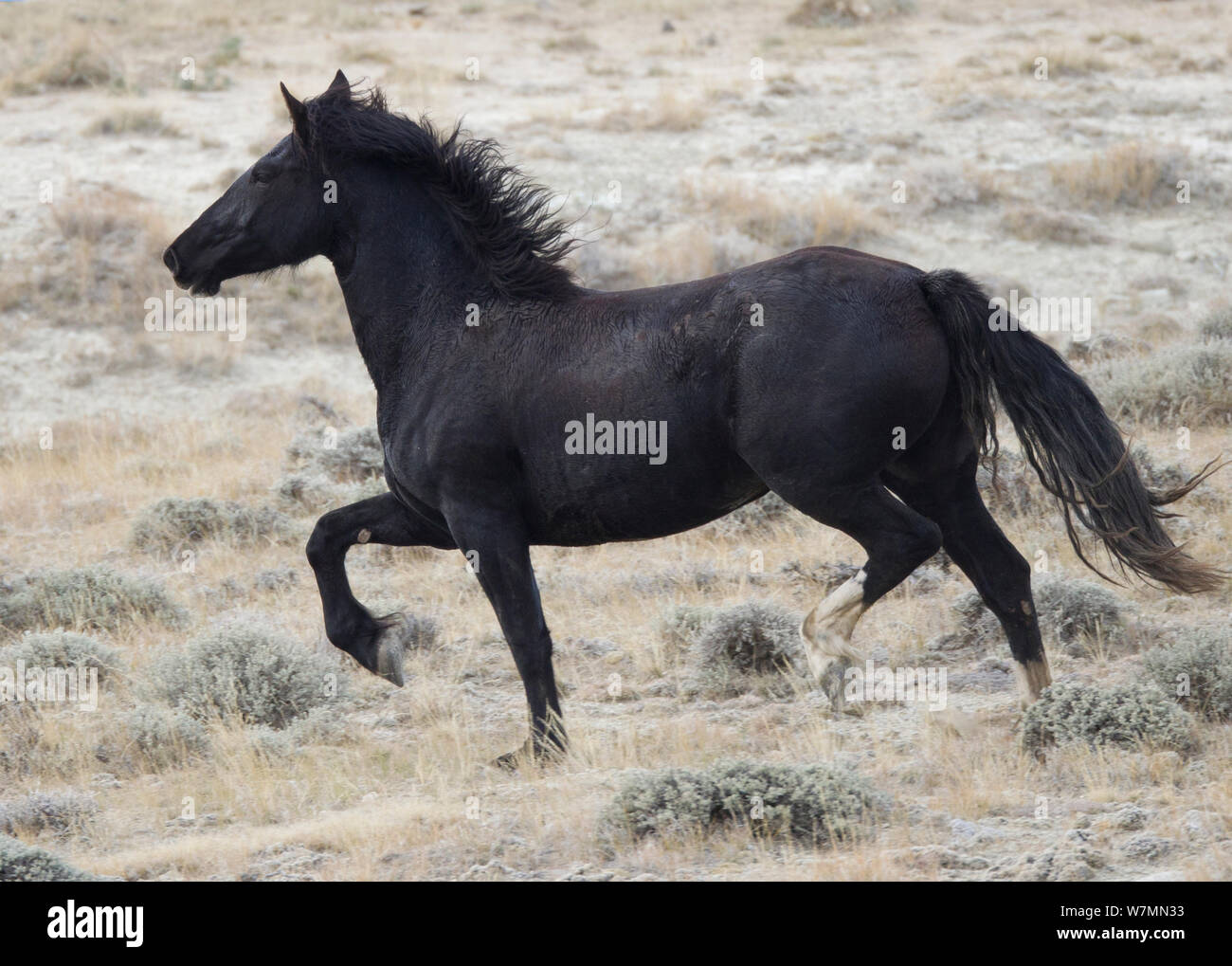 Wild horse / Mustang, black stallion during round up, Antelope Hills ...