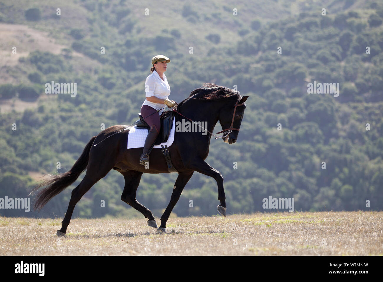 Woman riding Andalusian stallion, trotting, Ojai, California, USA ...