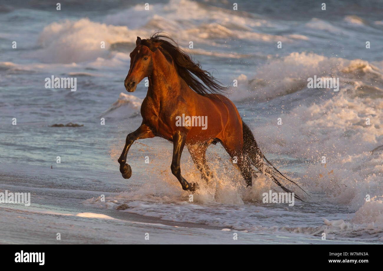 Horses Galloping On The Beach