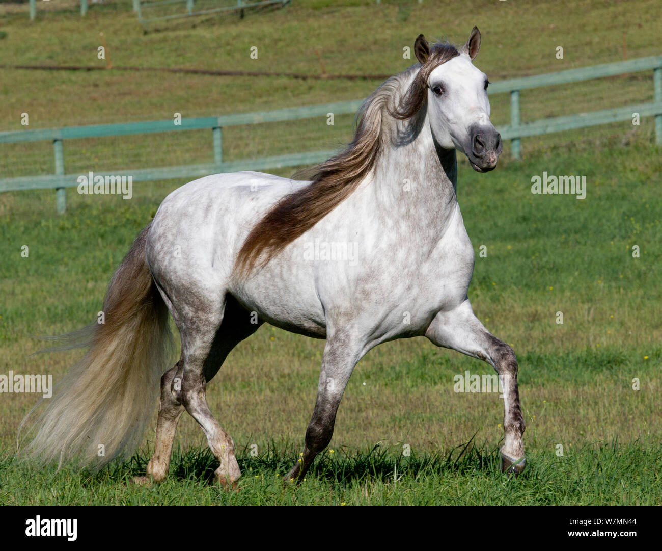 Gray Andalusian stallion in field, Ojai, California, USA Stock Photo ...