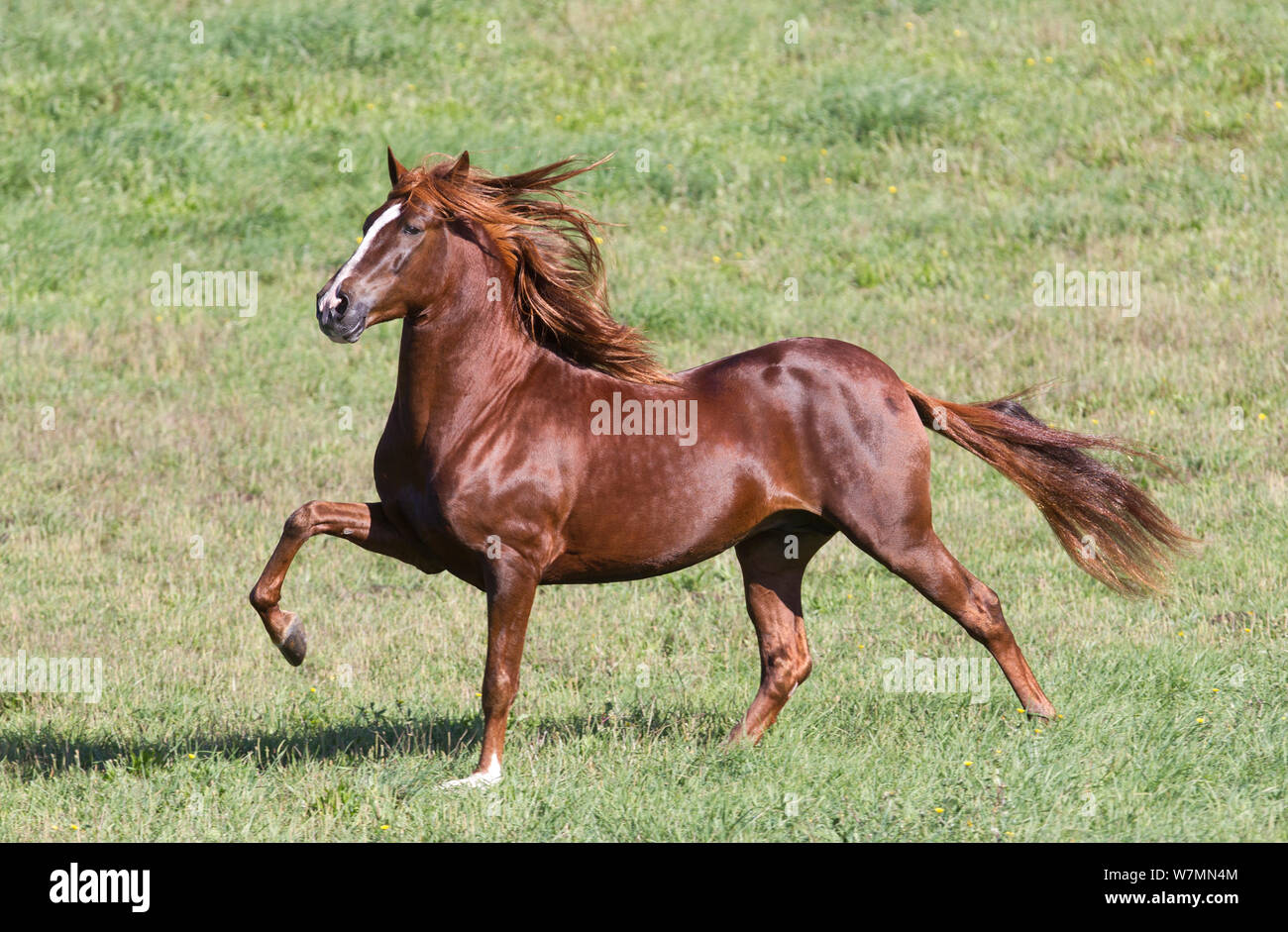 Peruvian Paso Horse