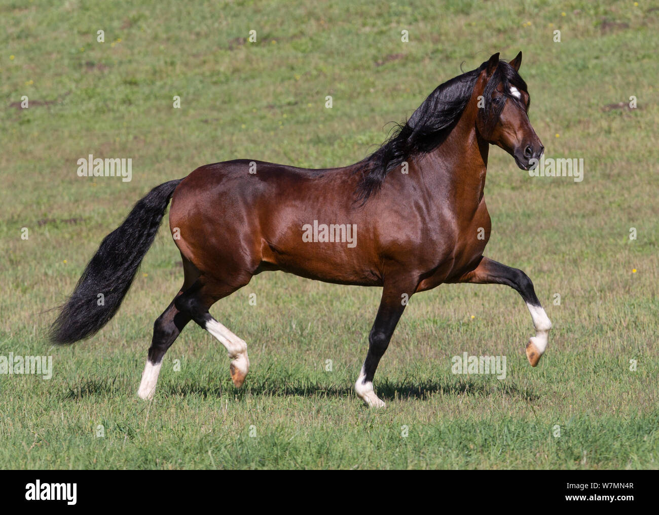 Peruvian paso horse hi-res stock photography and images - Alamy