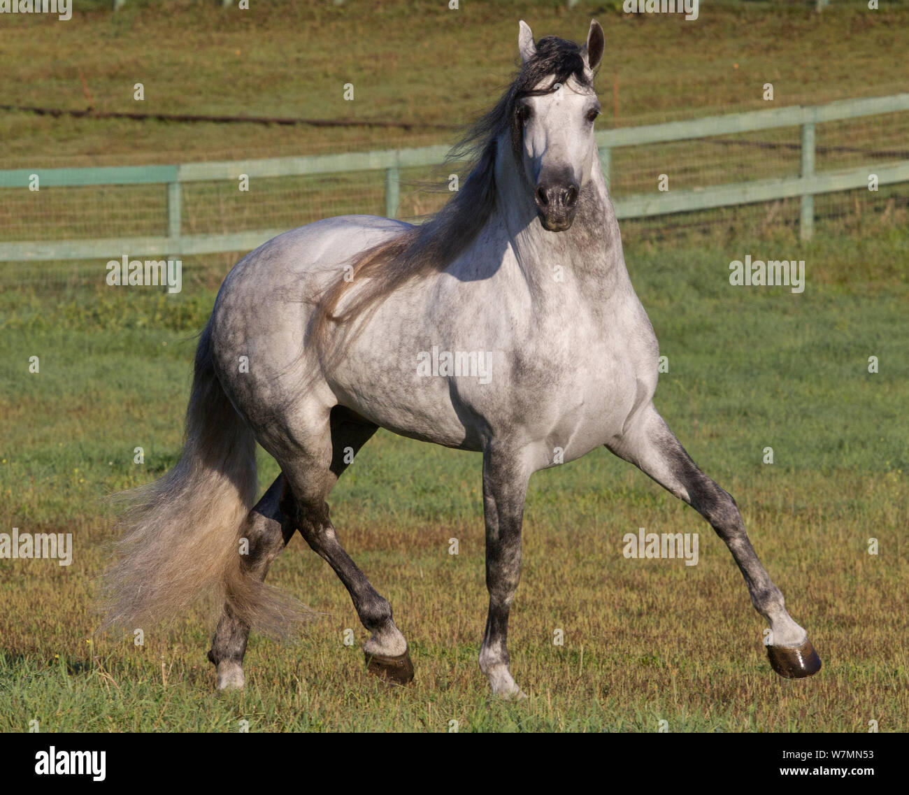 Gray Andalusian stallion running, Ojai, California, USA Stock Photo - Alamy