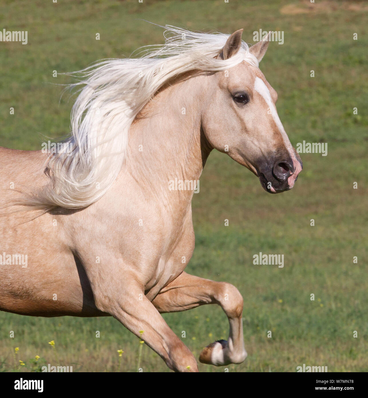 Peruvian paso hi-res stock photography and images - Alamy