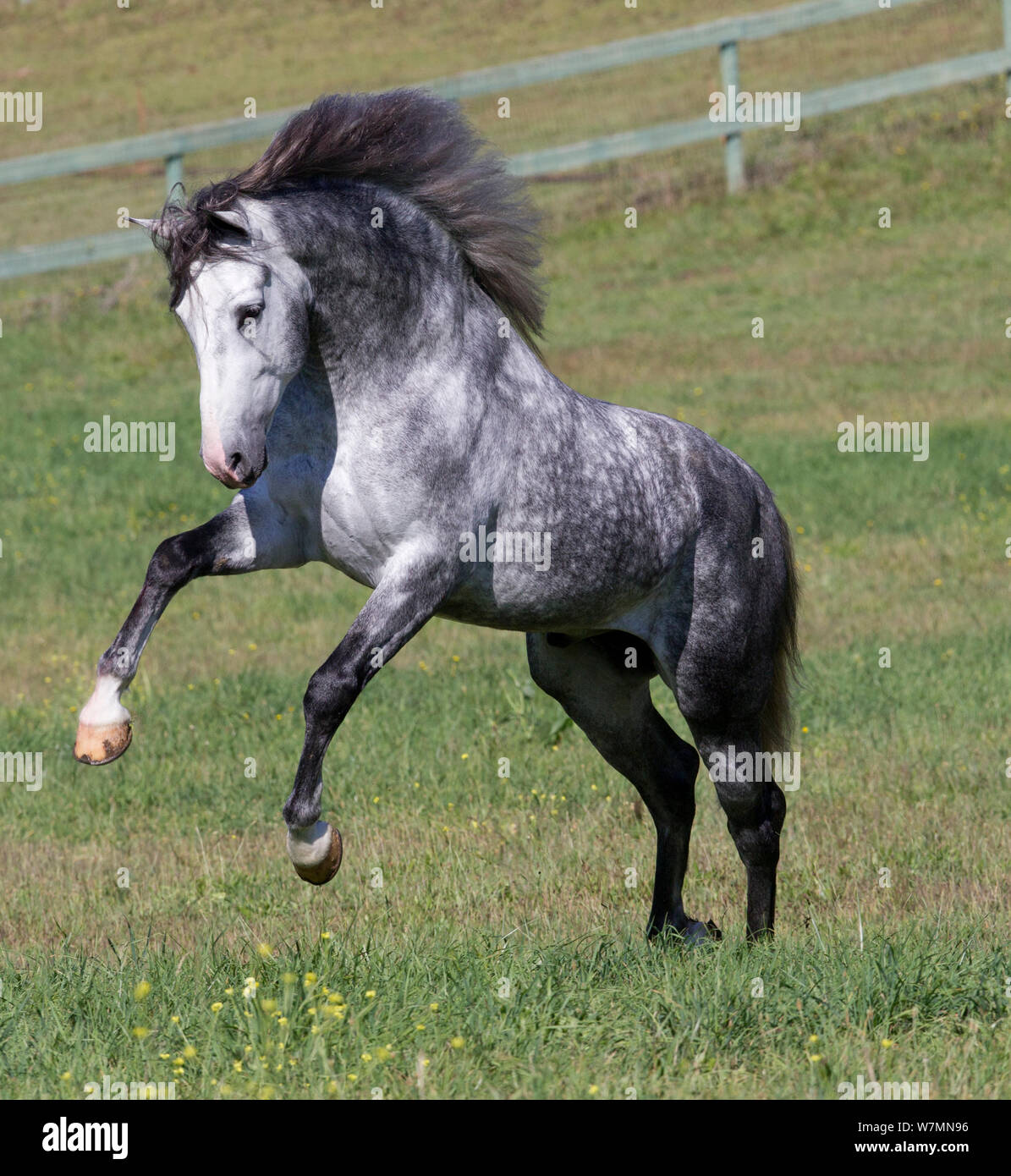 Gray Andalusian stallion running, Ojai, California, USA Stock Photo - Alamy